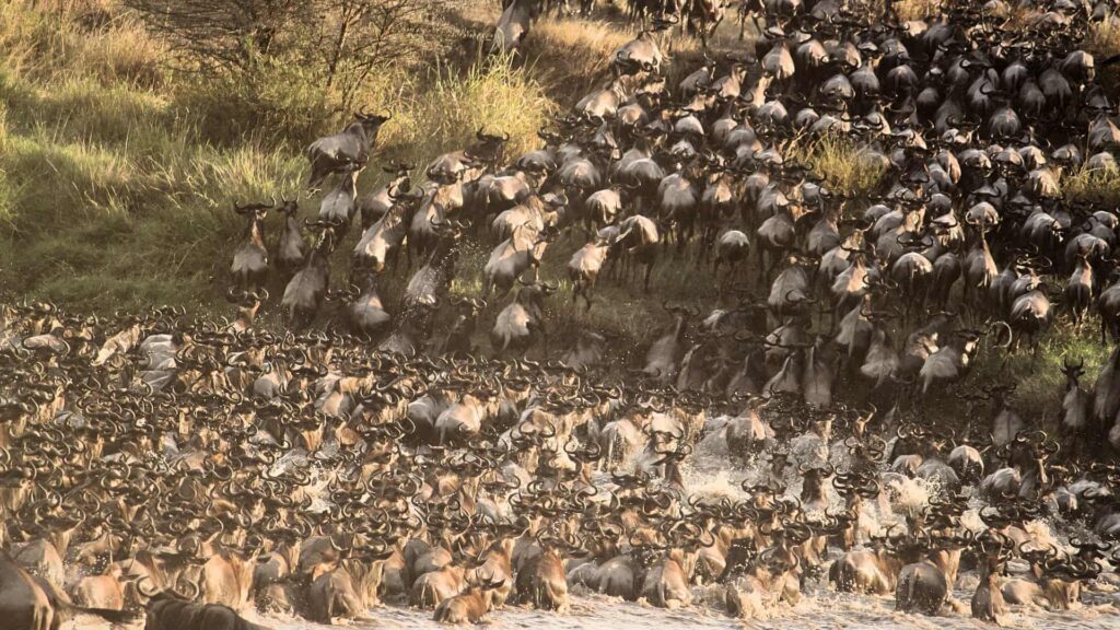 La gran migración Kenia – lamalaria.com